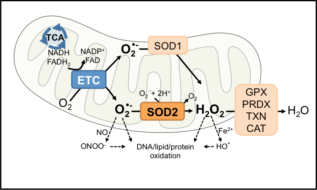 Publications – Hempel Lab