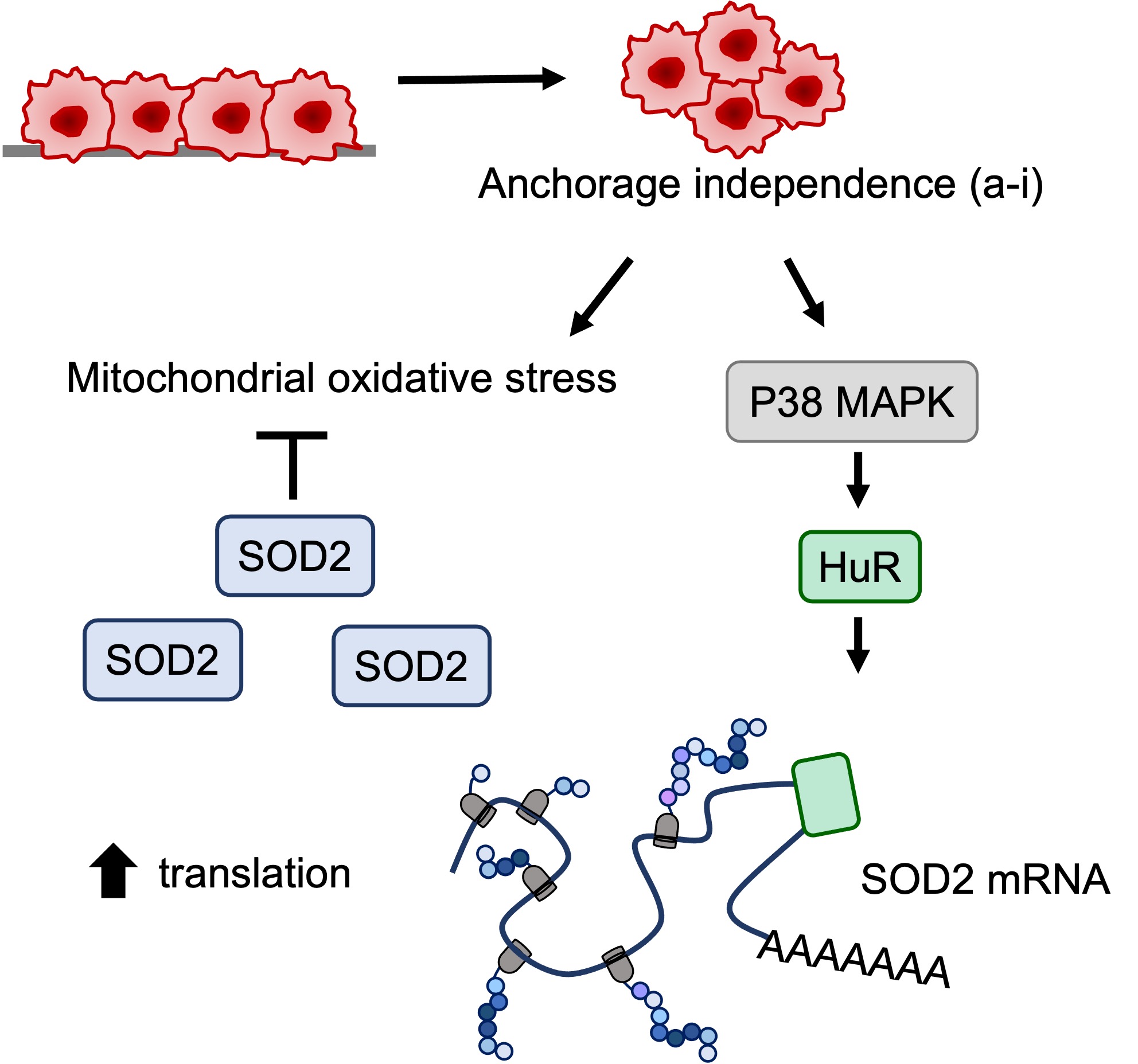 New Publication in Redox Biology – Hempel Lab