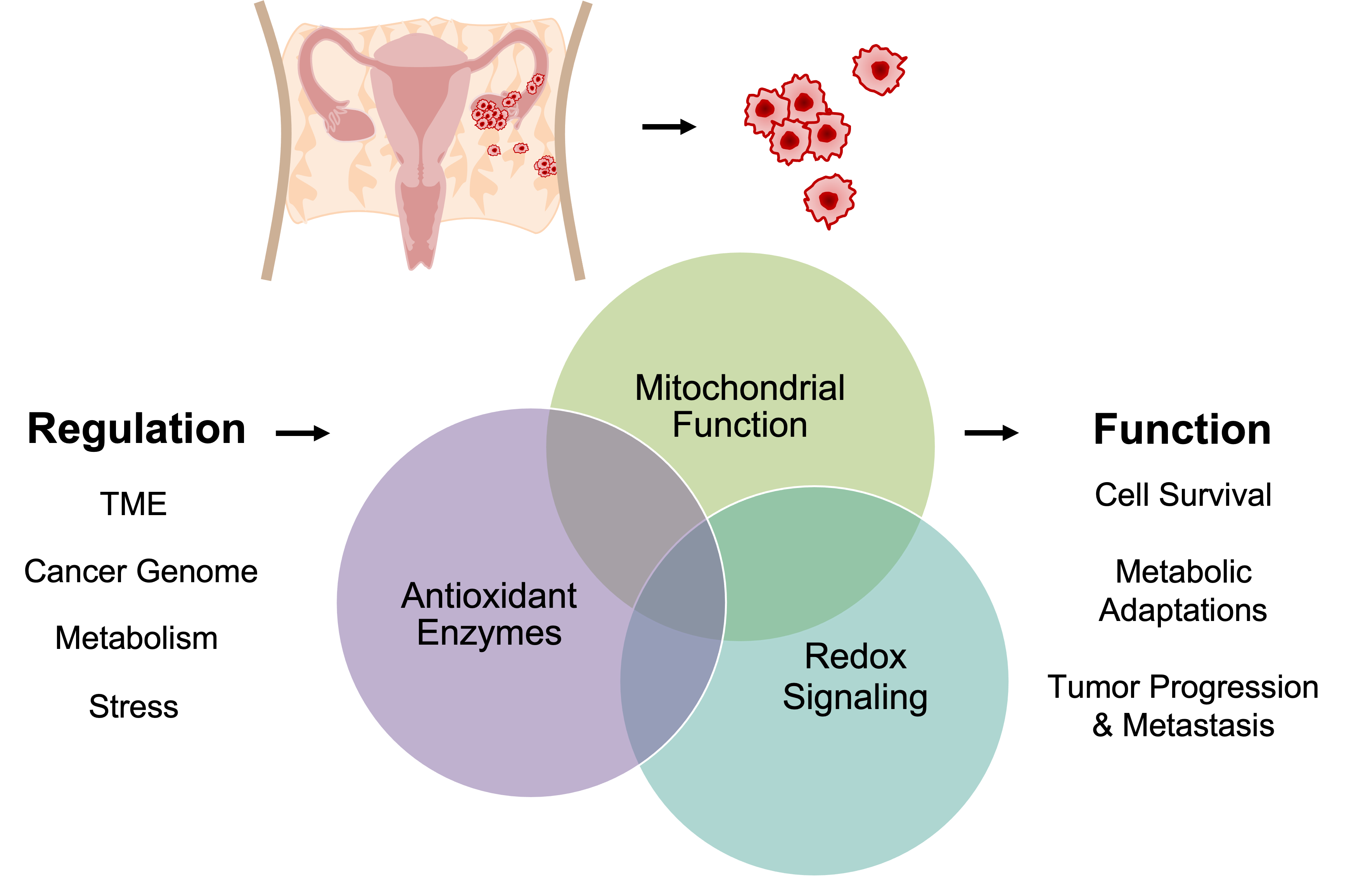 Hempel Lab – UPMC Hillman Cancer Center